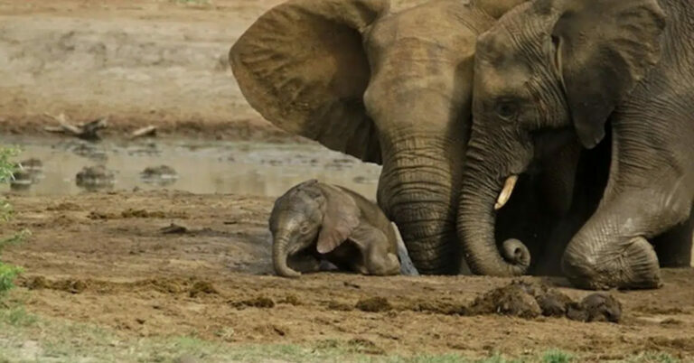 Baby Elephant Gets Stuck, Herd Muddles Up Rescue Mission