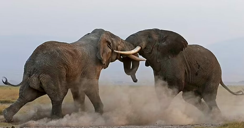 Raging bull elephants lock tusks as they battle for dominance