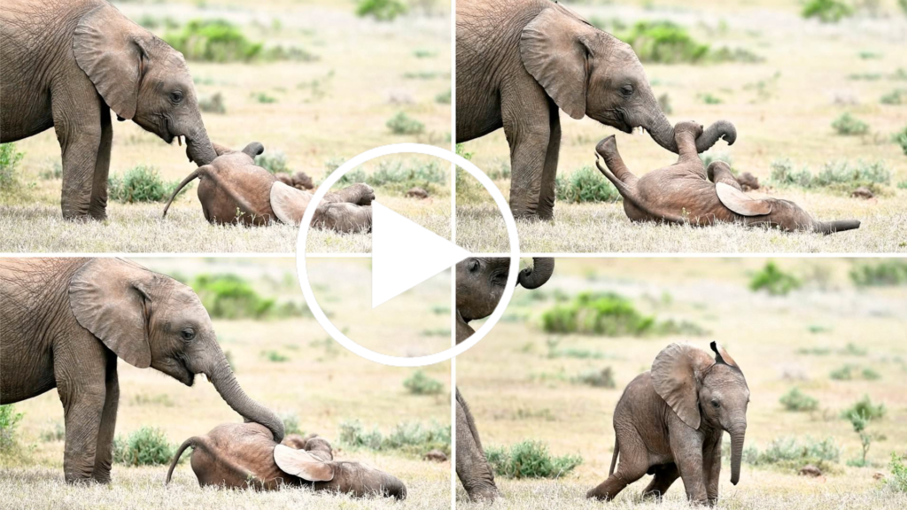 Tickling The Ivories: Baby Elephant Looks To Be Rolling On The Floor ...